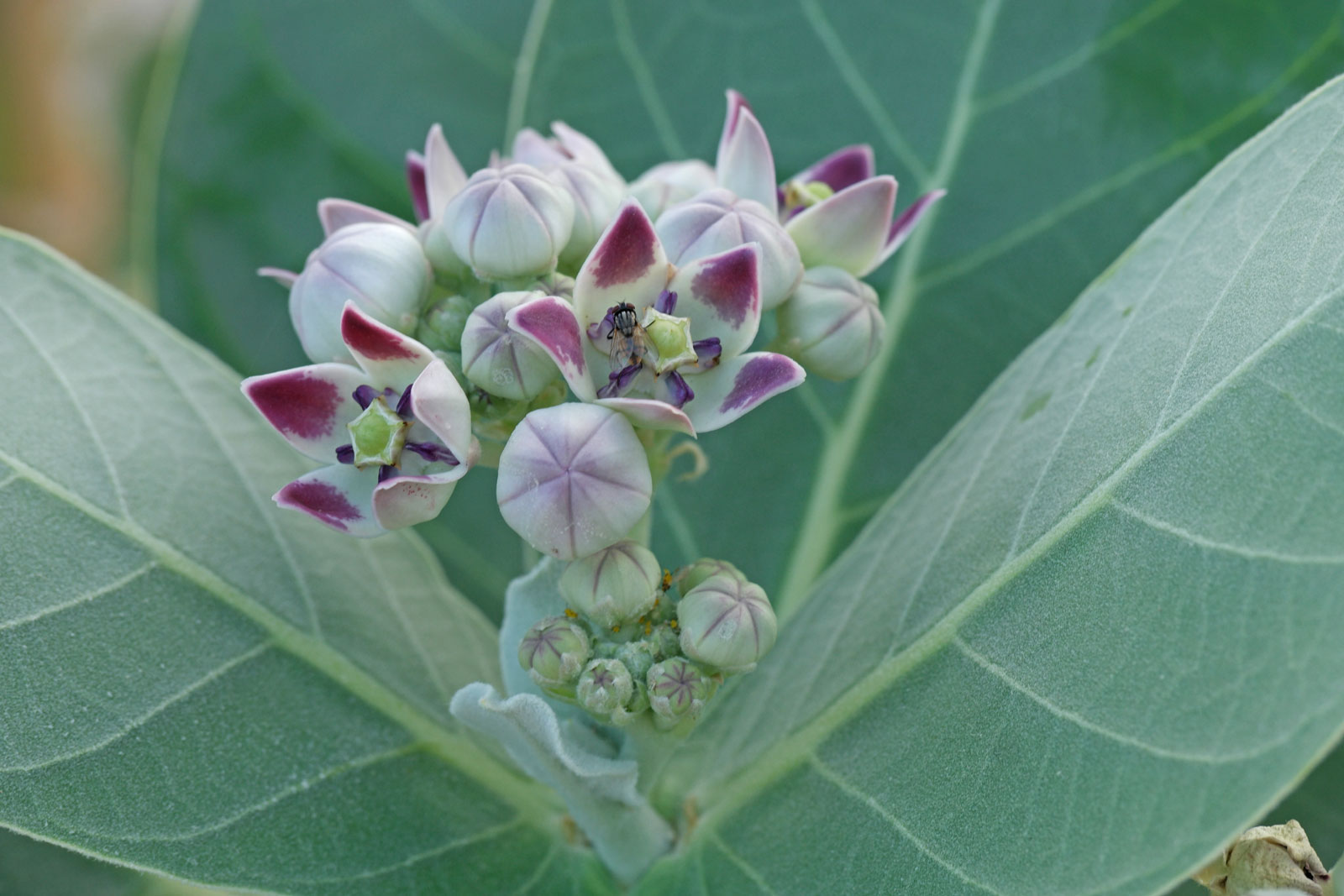 Calotropis-procera-4 - The Trent