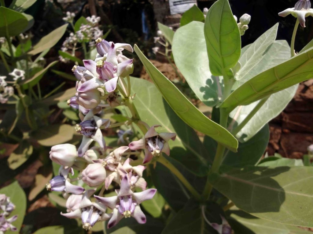 What You Need To Know About Calotropis, The Medicinal Weed - The Trent