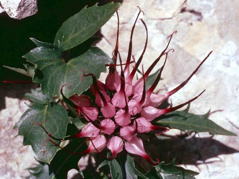 10 African Healing Plants and Their Vital Role in Traditional Medicine ...